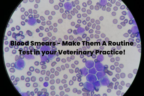 Blood Smears - Make Them A Routine Test in your Veterinary Practice ...